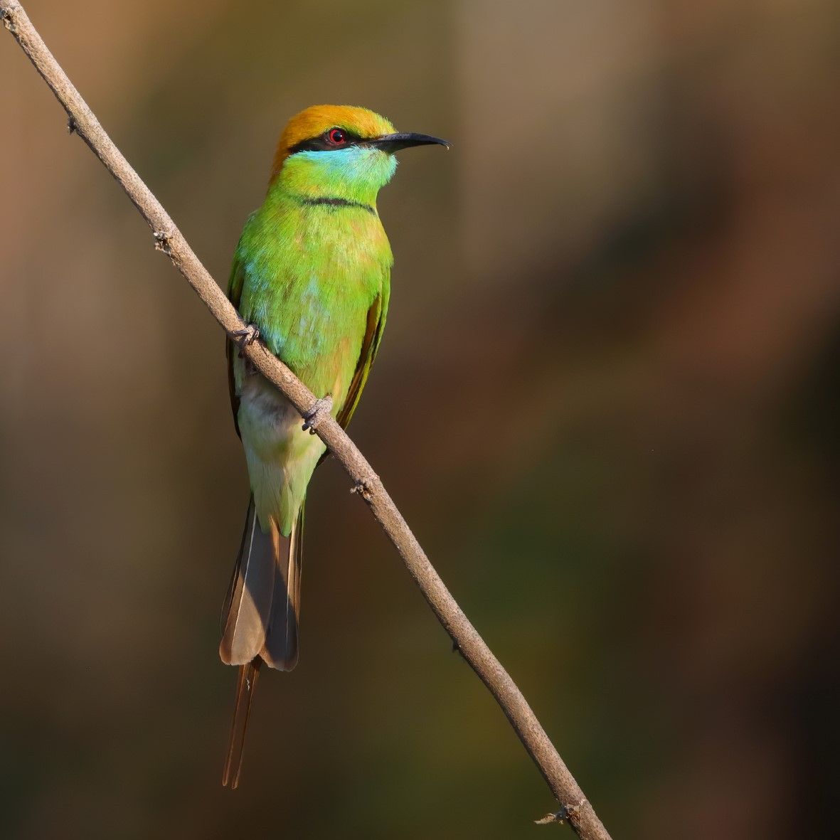 Asian Green Bee-eater (Merops orientalis) | Birdingplaces